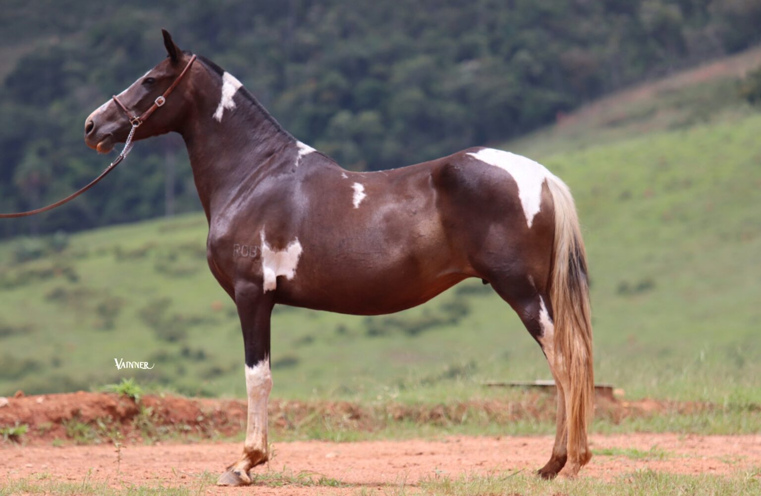 GLENDA DO ROBY – Ponto da Marcha